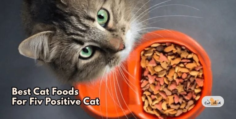 Top 8 Best Cat Foods For Fiv Positive Cat In 2026 - Cat Whisk