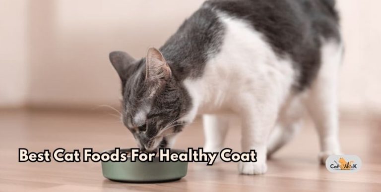 Our 8 Best Cat Foods For Healthy Coat (2026), Tested and Reviewed - Cat ...