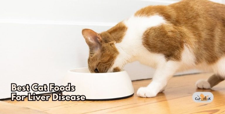 Our 8 Best Cat Foods For Liver Disease 2026: Top Picks - Cat Whisk
