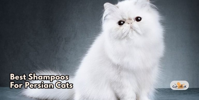 The 8 Best Shampoos For Persian Cats Of 2026, Tested by Experts - Cat Whisk