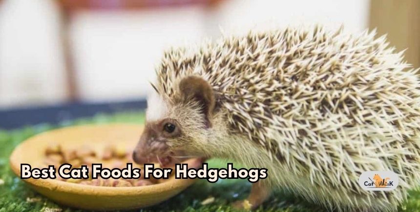 8 Best High Fiber Cat Foods For Constipation Of 2026 - Cat Whisk