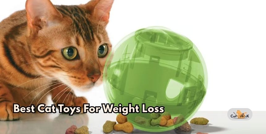 8 Best Cat Toys For Weight Loss – Top Picks Of 2026 - Cat Whisk