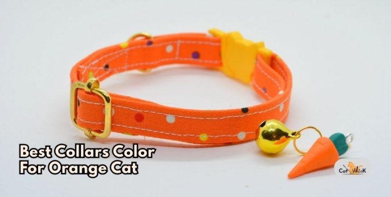 Top 8 Best Collars Color For Orange Cat (2026), Tested and Reviewed ...