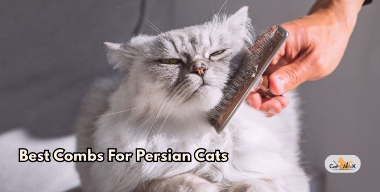 8 Best Combs For Persian Cats 2026, According to Experts - Cat Whisk