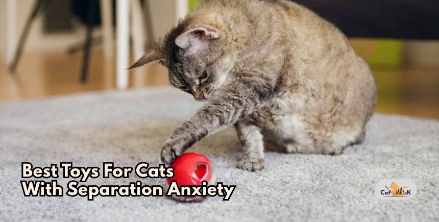 Our 8 Best Toys For Cats With Separation Anxiety 2026, According to ...