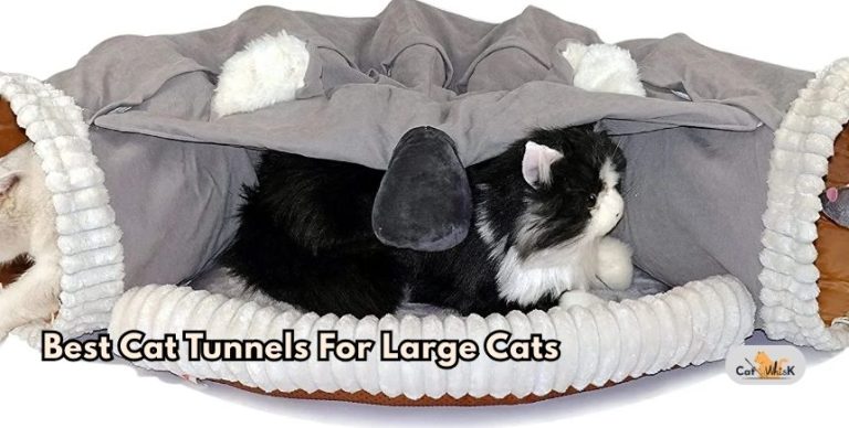 Our 10 Best Cat Tunnels For Large Cats In 2026 – Reviews And Guide ...