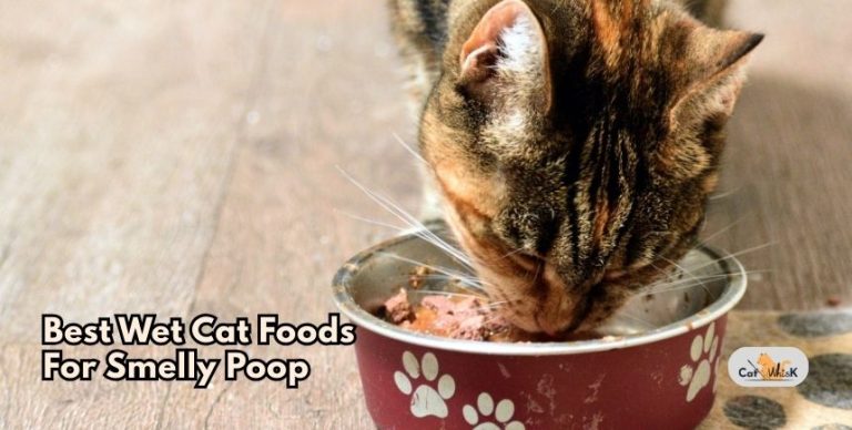 Our 10 Best Wet Cat Foods For Smelly Poop In 2026 - Cat Whisk
