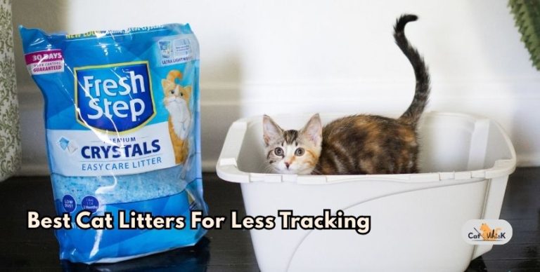 Our 10 Best Cat Litters For Less Tracking Of 2026, Tested by Experts ...