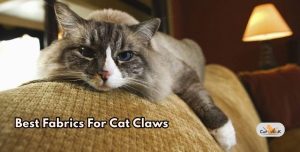 Our 10 Best Fabrics For Cat Claws In 2026 – Reviews And Guide - Cat Whisk